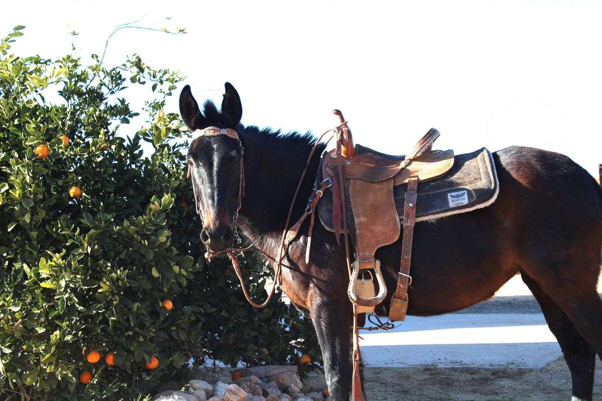 Anita - Cute and Fun Molly Mule