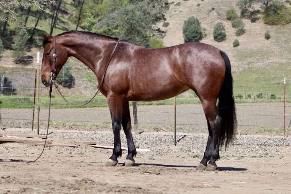 Online Auction, Family Safe, Ranch/Trail Horse!
