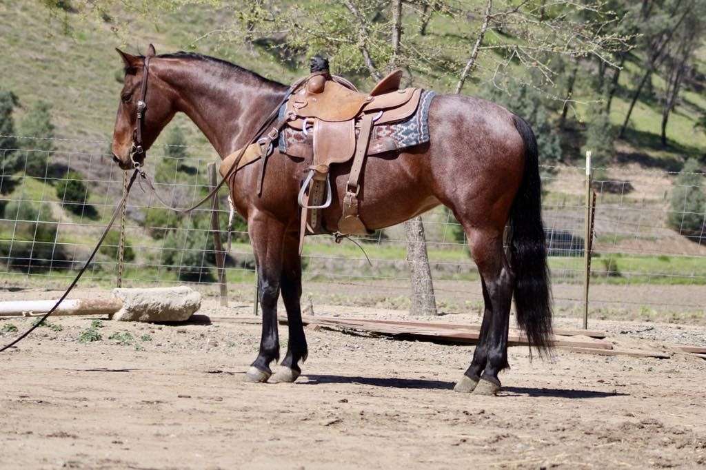 Online Auction, Family Safe, Ranch/Trail Horse!