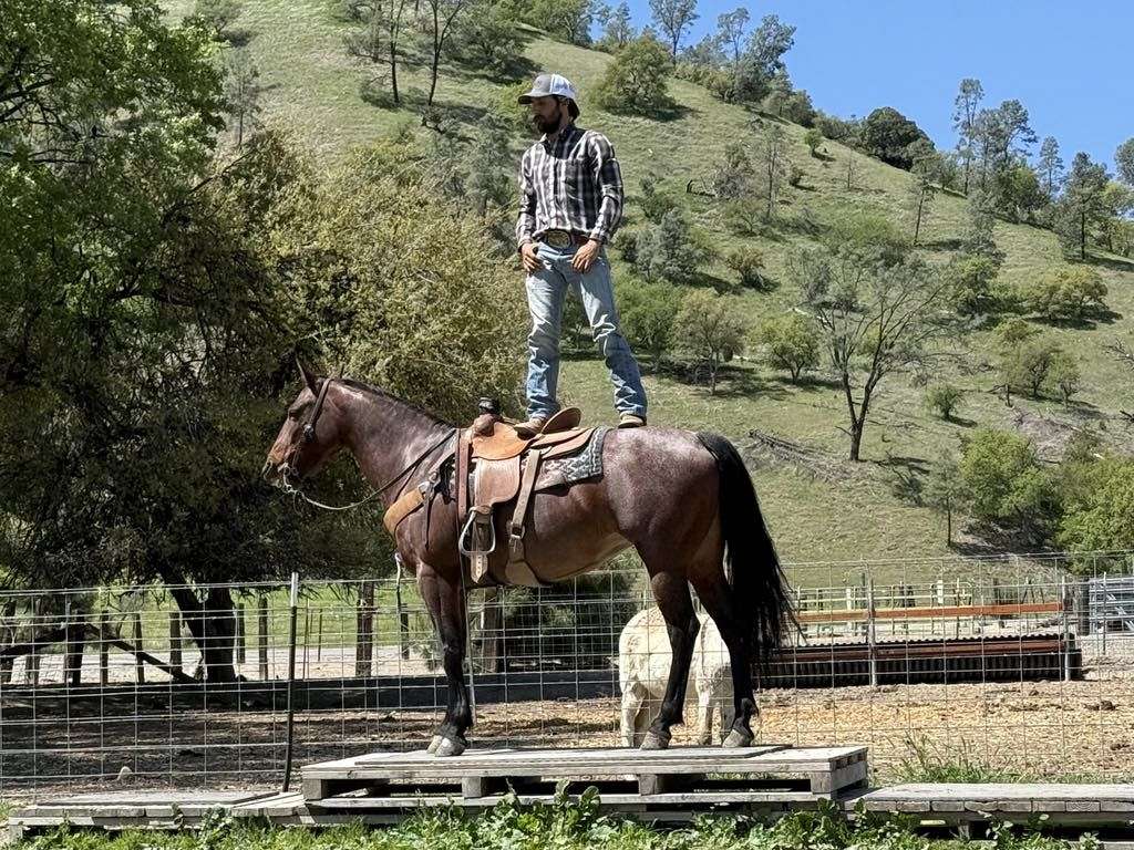 Online Auction, Family Safe, Ranch/Trail Horse!