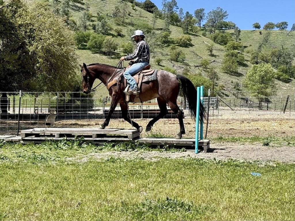 Online Auction, Family Safe, Ranch/Trail Horse!