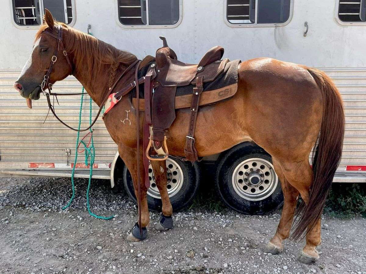 Quarter Horse, Ranch/Trail Horse, Family Safe, Online Auction!