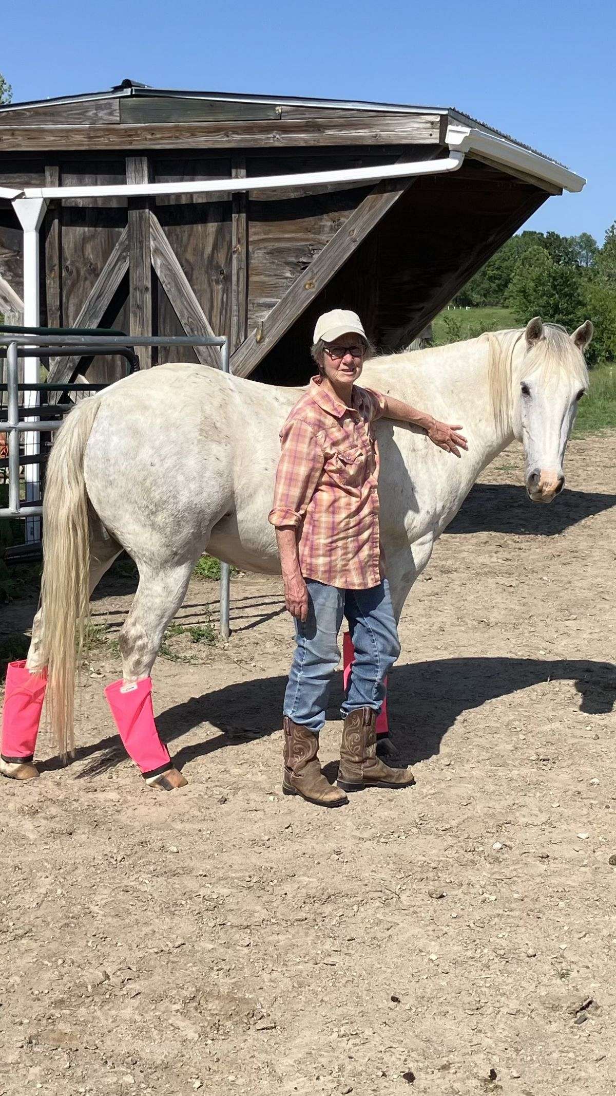 Garrano Morgan Mix Grey Pony