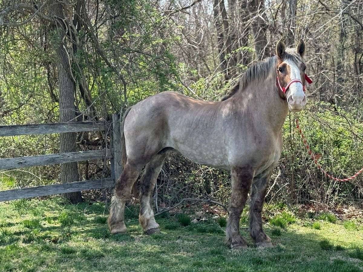 Gorgeous Belgian Mare