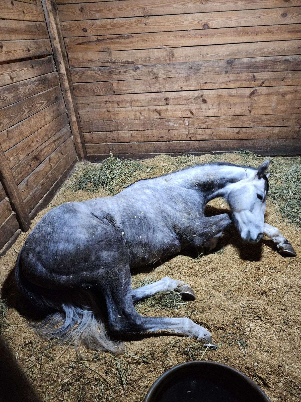 Tippy- 4yo Grey OTTB Gelding