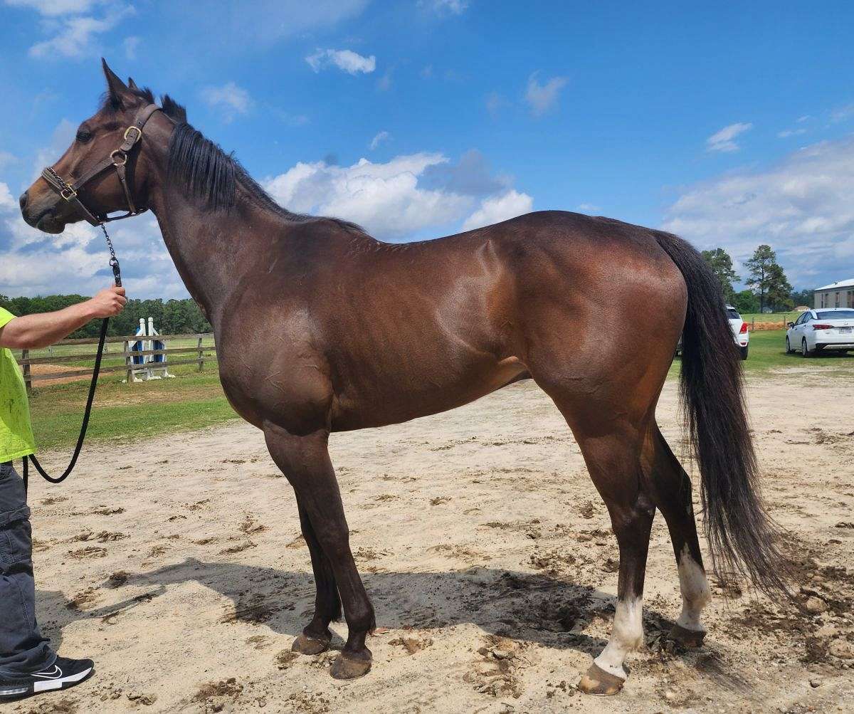 Ninja- 16.2hh 6yo Bay OTTB Gelding