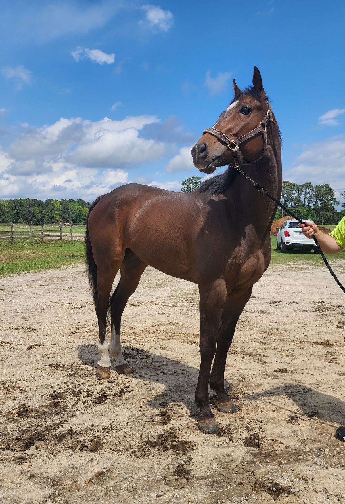 Ninja- 16.2hh 6yo Bay OTTB Gelding
