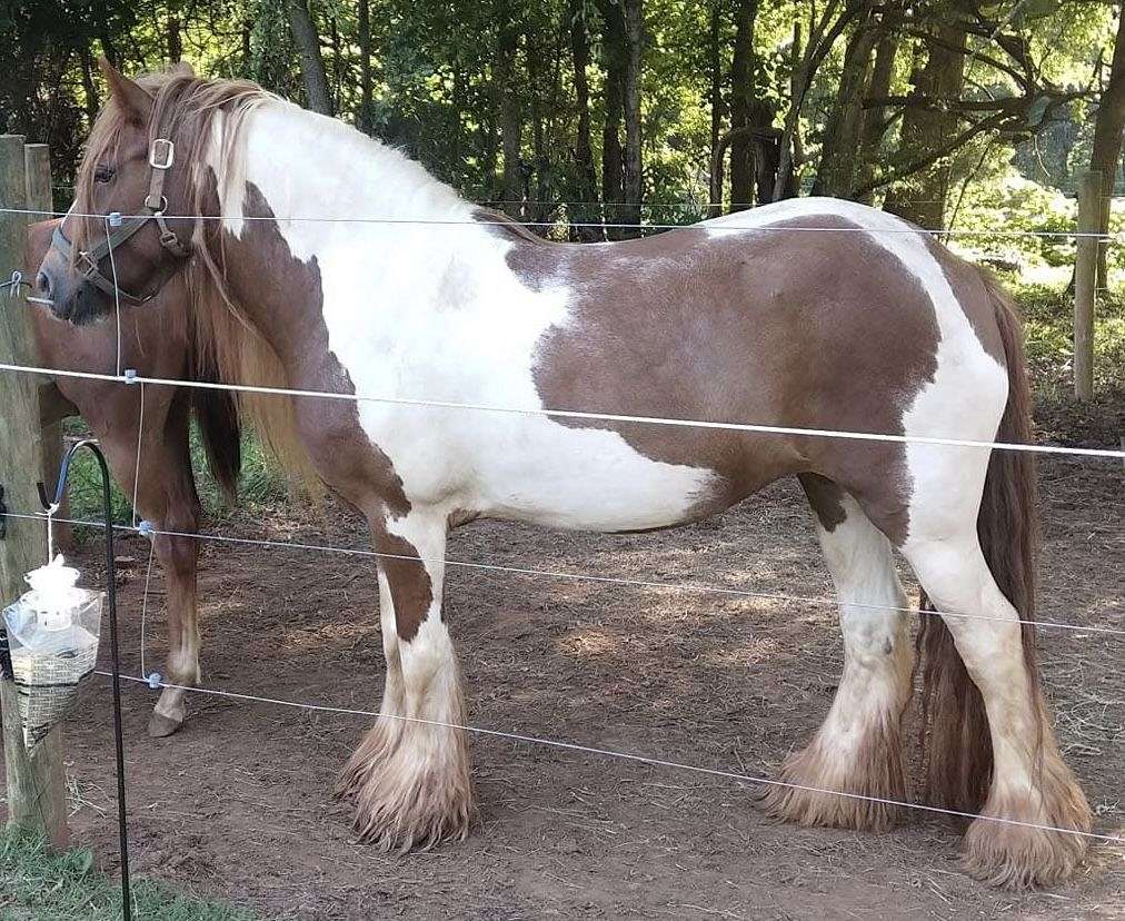 Gorgeous Chestnut Tobiano Gypsy Mare in Virginia