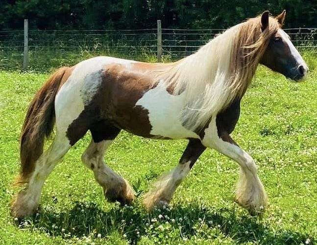Gorgeous Chestnut Tobiano Gypsy Mare in Virginia