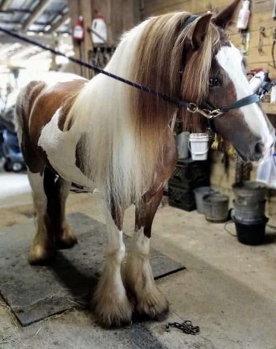 Gorgeous Chestnut Tobiano Gypsy Mare in Virginia