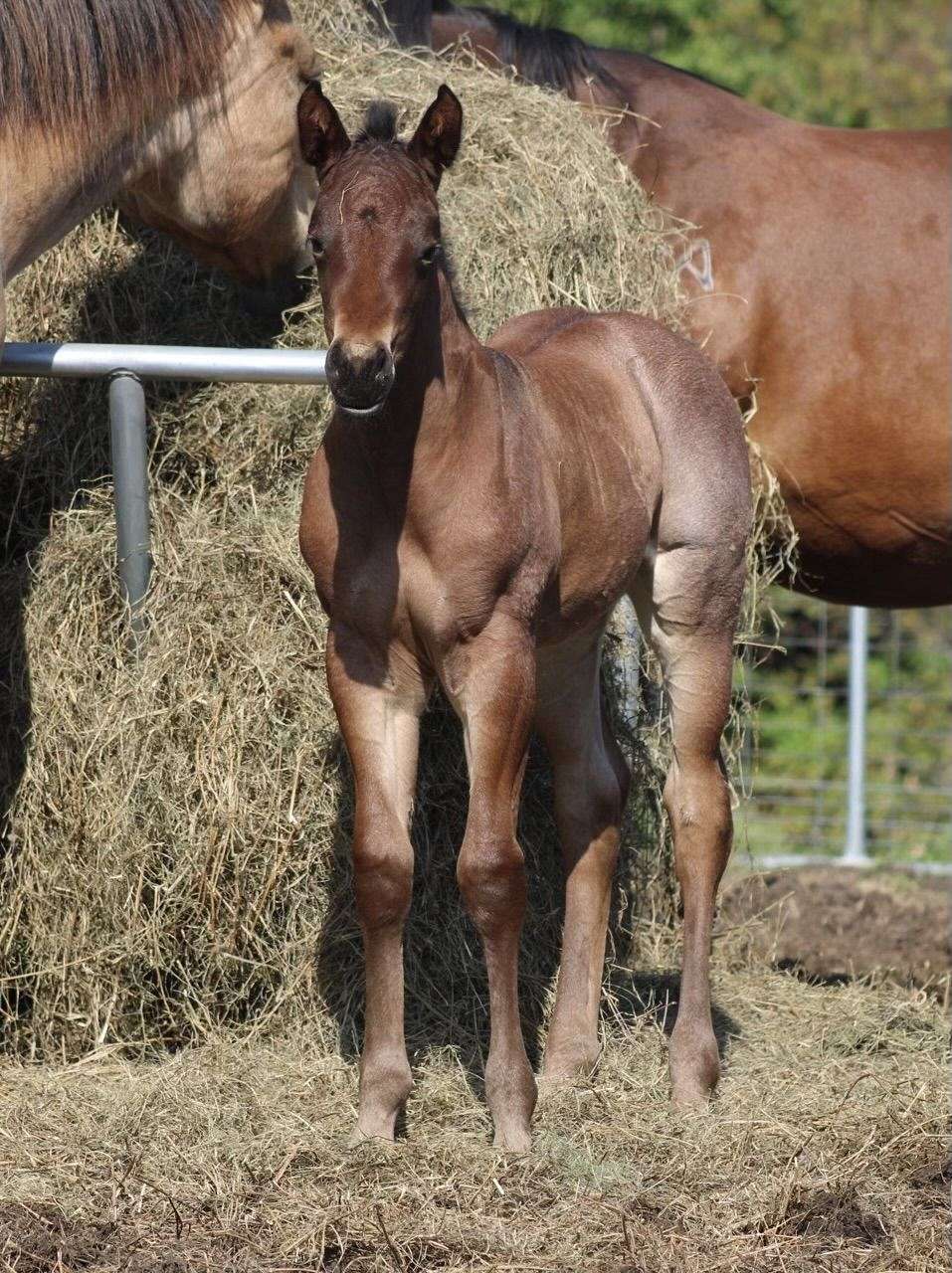 Well Bred AQHA Buckskin Mare in Foal to Son of Peptoboonsmal