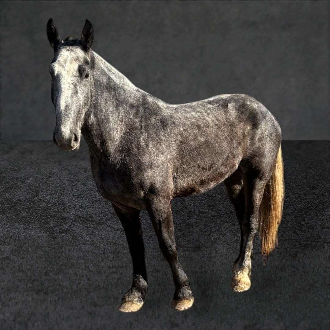 Stunning Dapple Grey Percheron