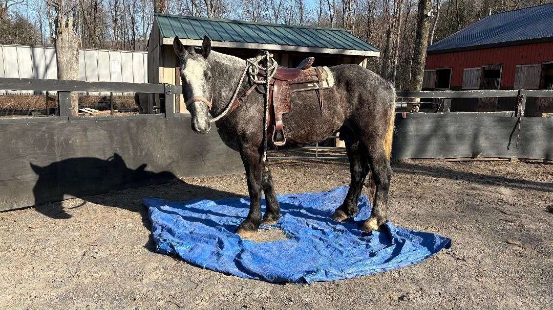 Stunning Dapple Grey Percheron