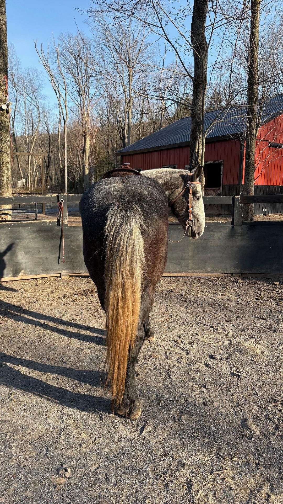 Stunning Dapple Grey Percheron