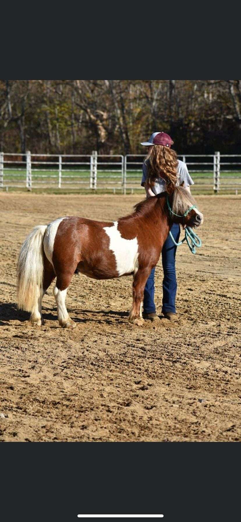 Mini Gelding