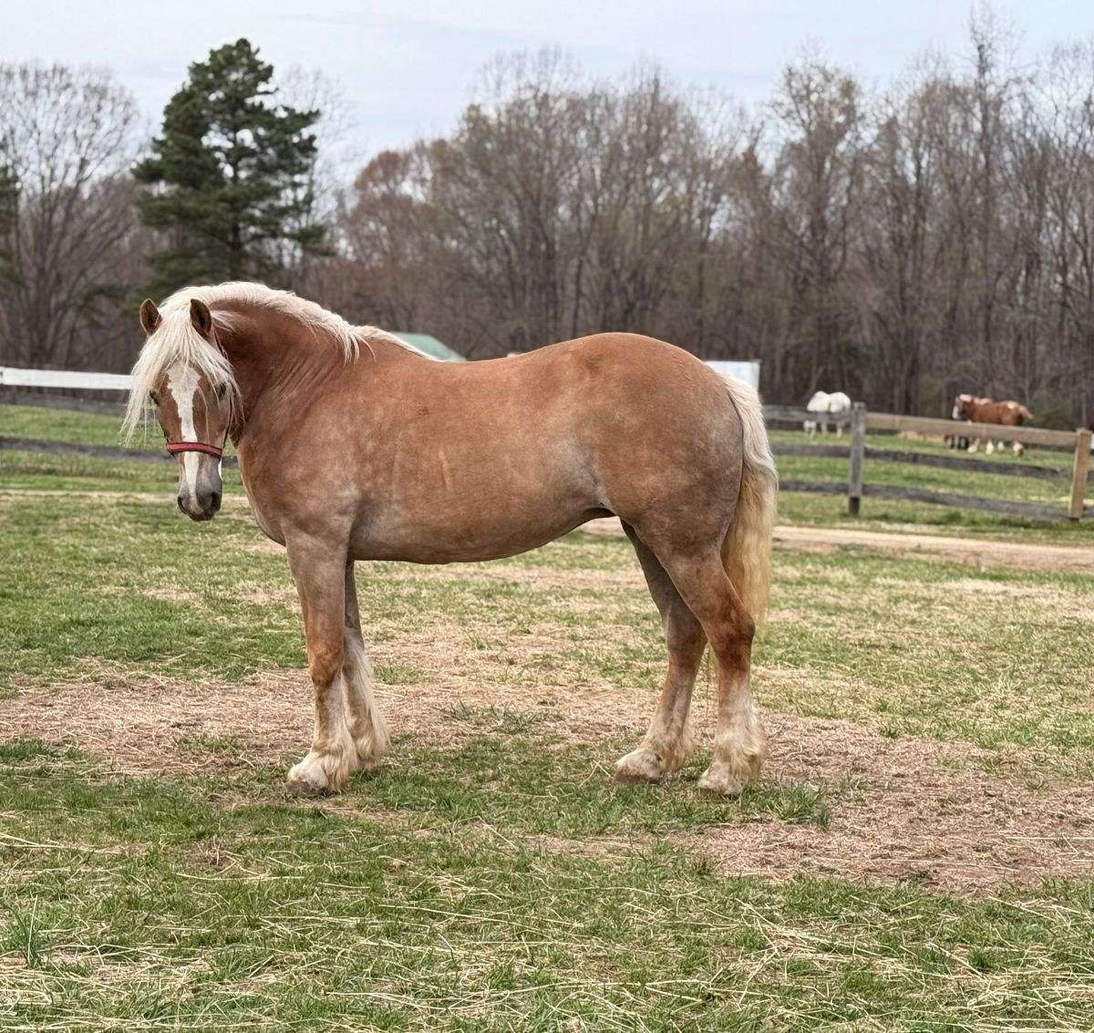 Gorgeous Haflinger Mare