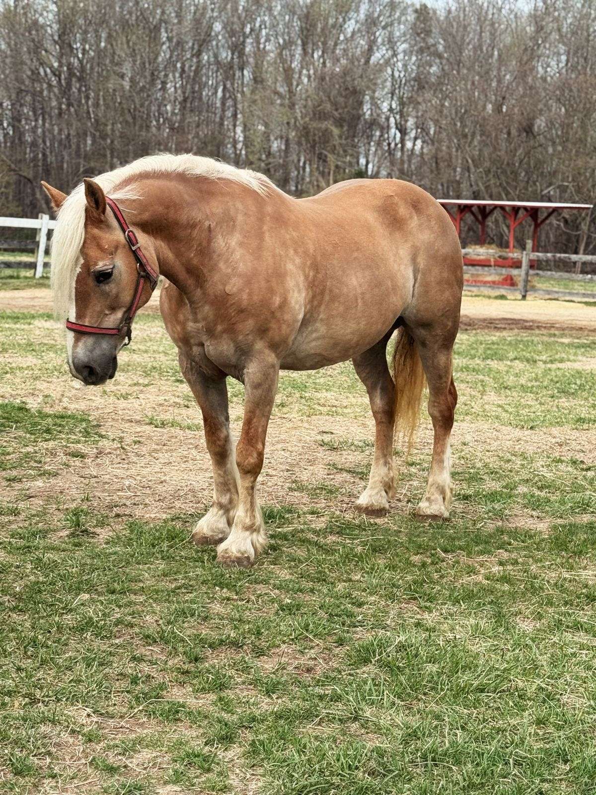 Gorgeous Haflinger Mare