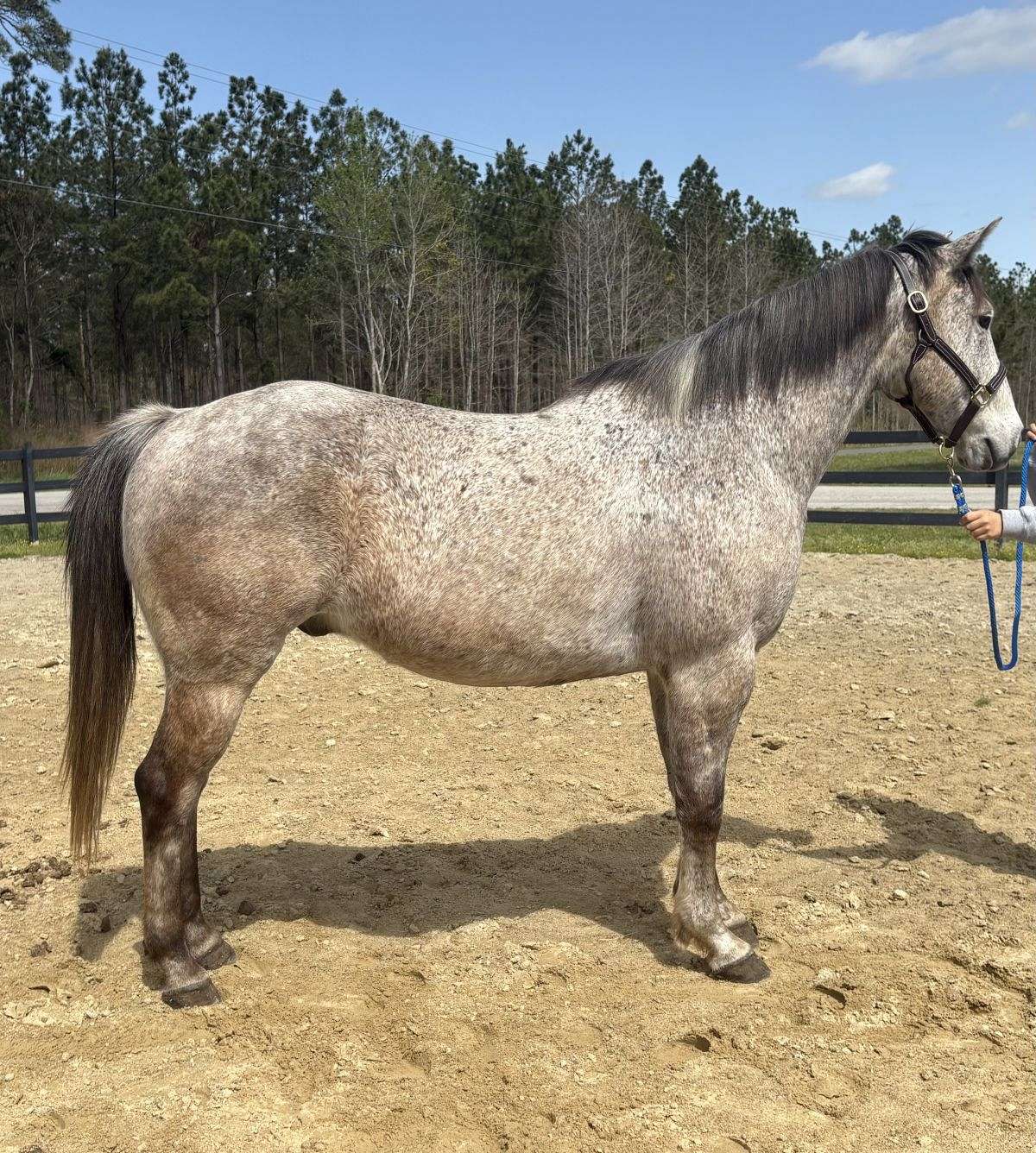 Grey QH Gelding