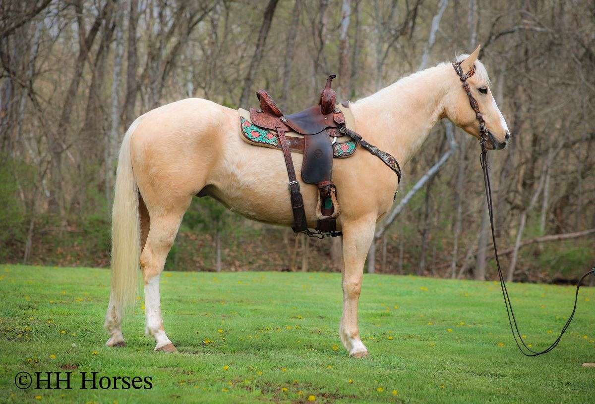Handsome, Flashy, Fun, and Athletic AQHA Palomino Gelding, Handy