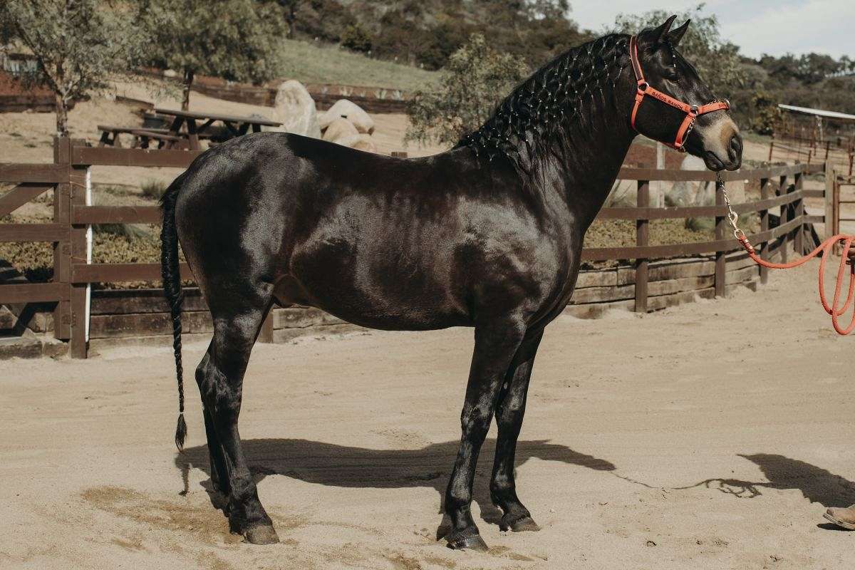 5-Year-Old Registered Andalusian Stallion - Semental Andaluz De 5 Años
