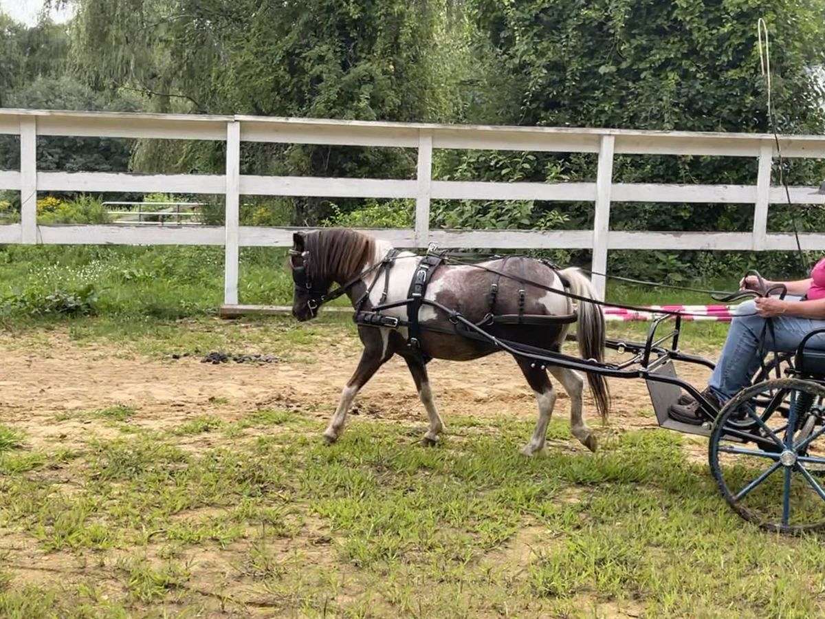 Gorgeous Driving Shetland / Mini