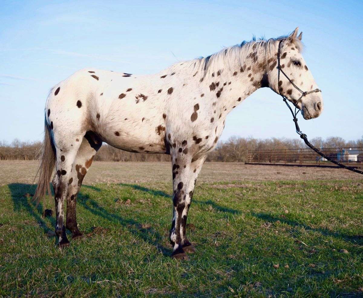 Flashy, Solid, Safe, Beginner Friendly Trail Horse for Sale