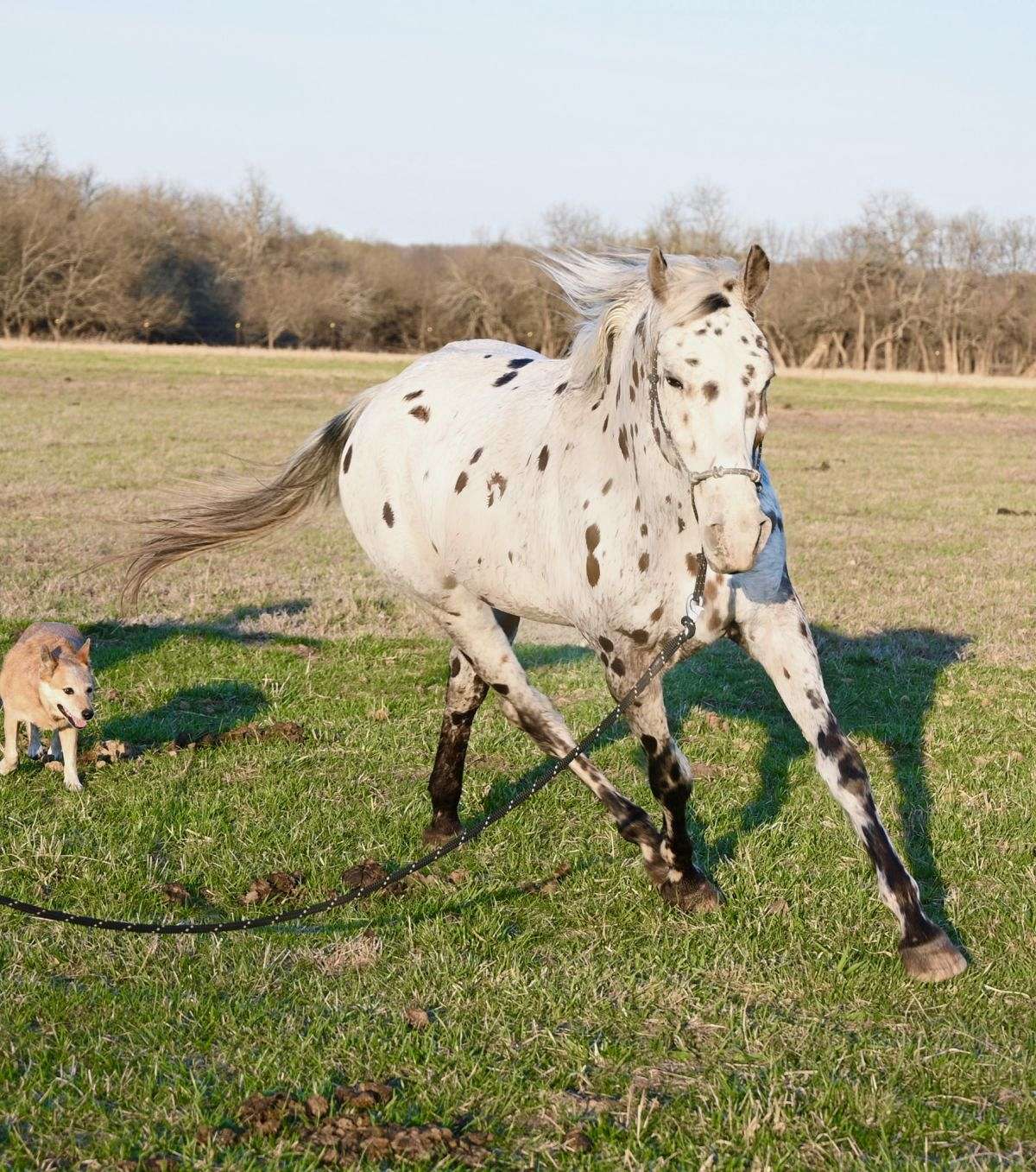 Flashy, Solid, Safe, Beginner Friendly Trail Horse for Sale