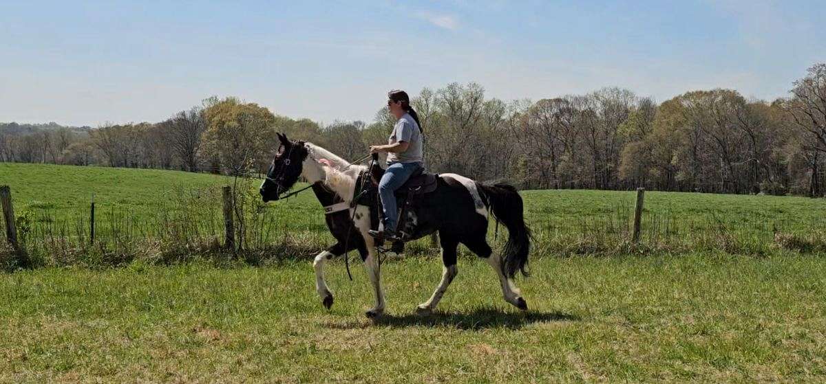 Boujee, Gorgeous, Flashy, Super Smooth Gaited, Trail, Show, Spotted Mare
