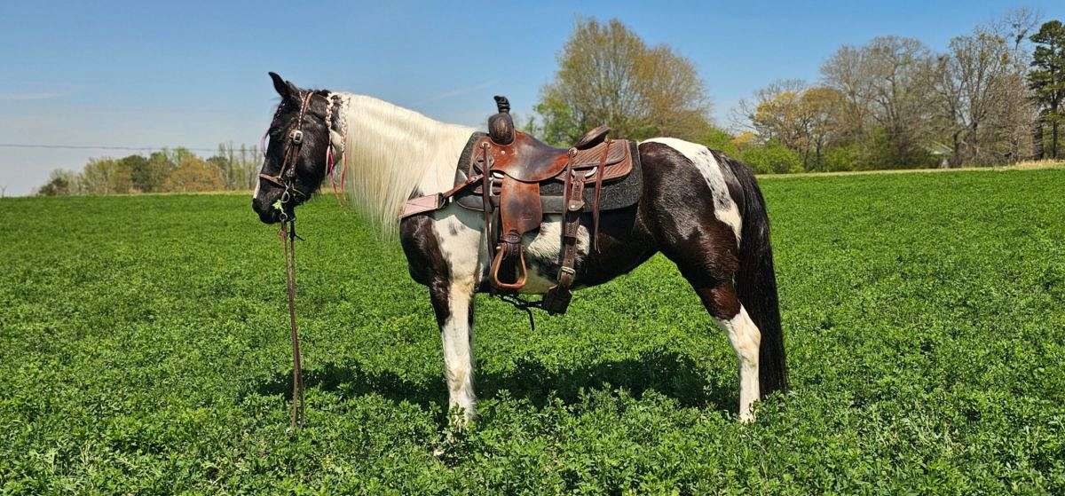 Boujee, Gorgeous, Flashy, Super Smooth Gaited, Trail, Show, Spotted Mare