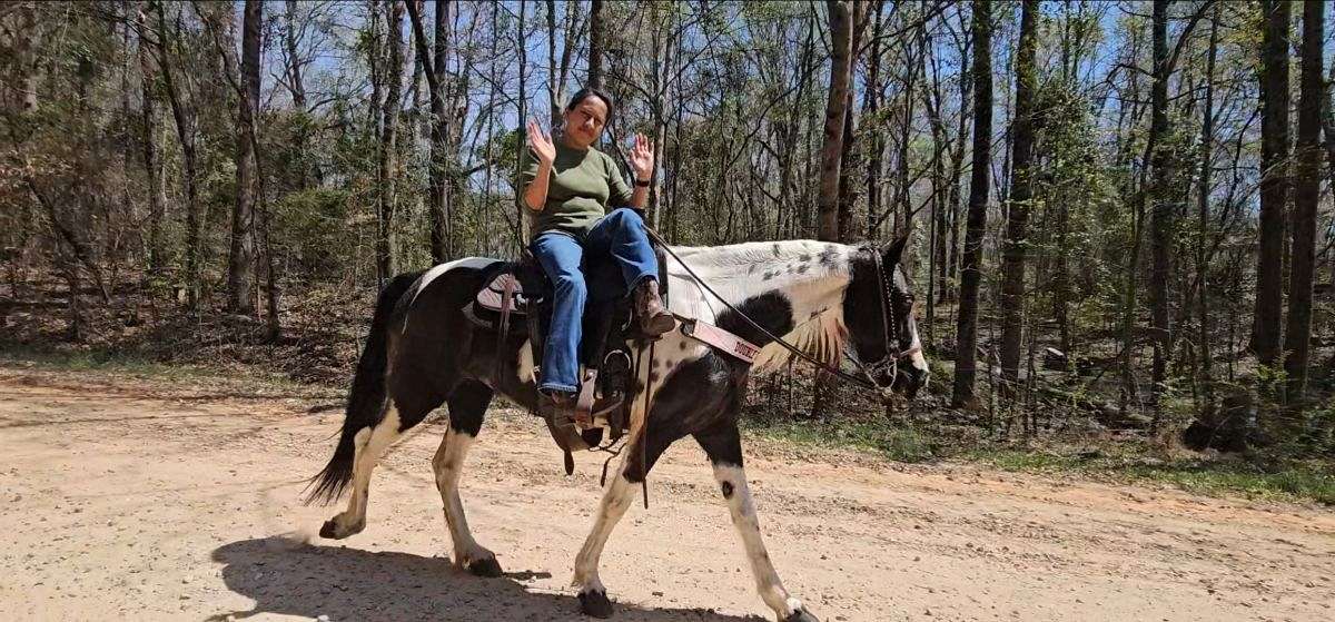 Boujee, Gorgeous, Flashy, Super Smooth Gaited, Trail, Show, Spotted Mare