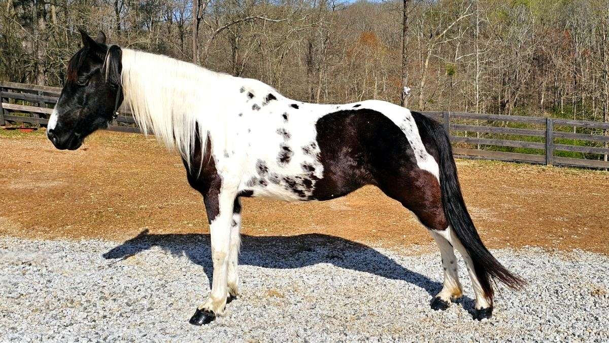 Boujee, Gorgeous, Flashy, Super Smooth Gaited, Trail, Show, Spotted Mare