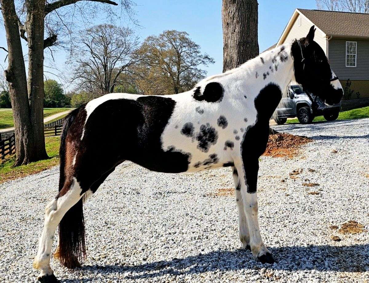 Boujee, Gorgeous, Flashy, Super Smooth Gaited, Trail, Show, Spotted Mare