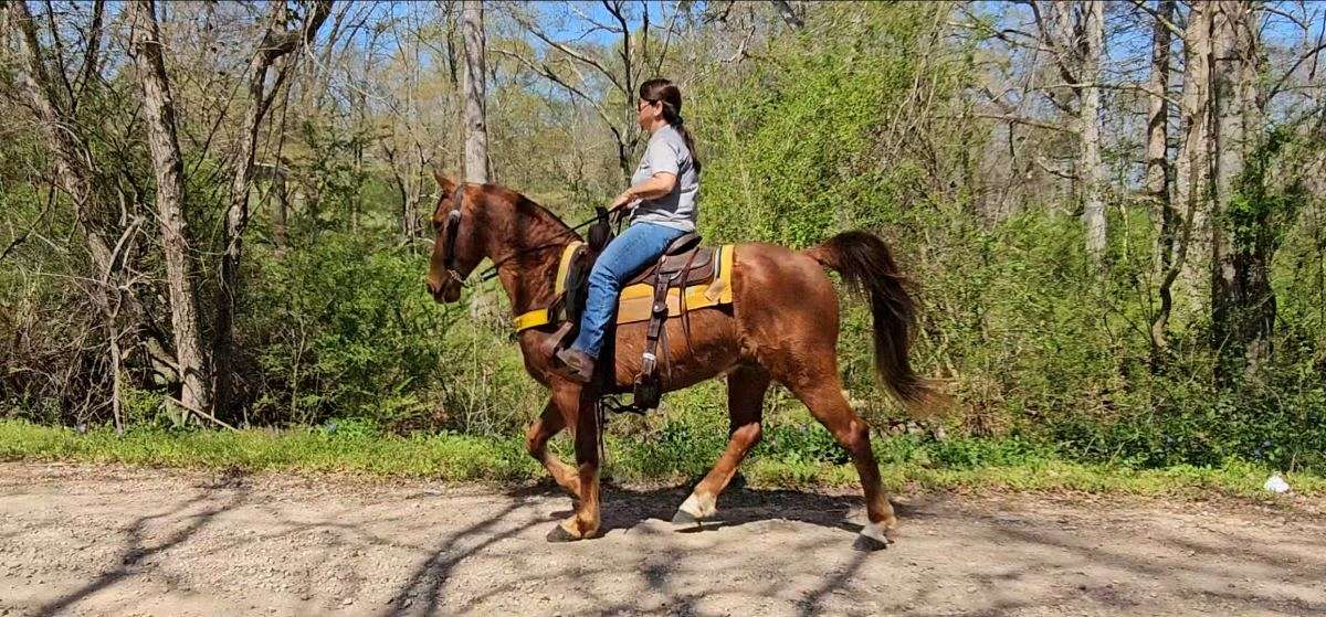 Romray - Flashy*Fun*Smooth Gaited*Show*Trail Geldingg