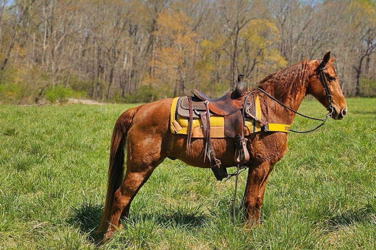 Romray - Flashy*Fun*Smooth Gaited*Show*Trail Geldingg