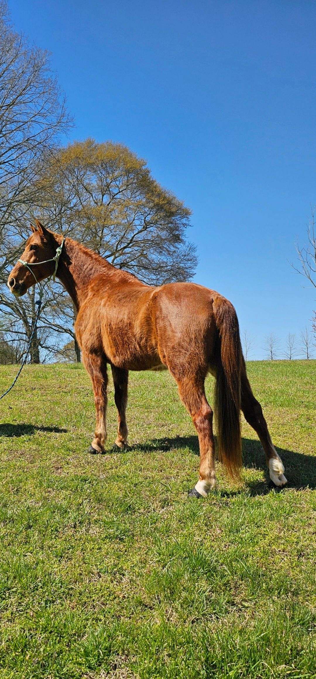 Romray - Flashy*Fun*Smooth Gaited*Show*Trail Geldingg