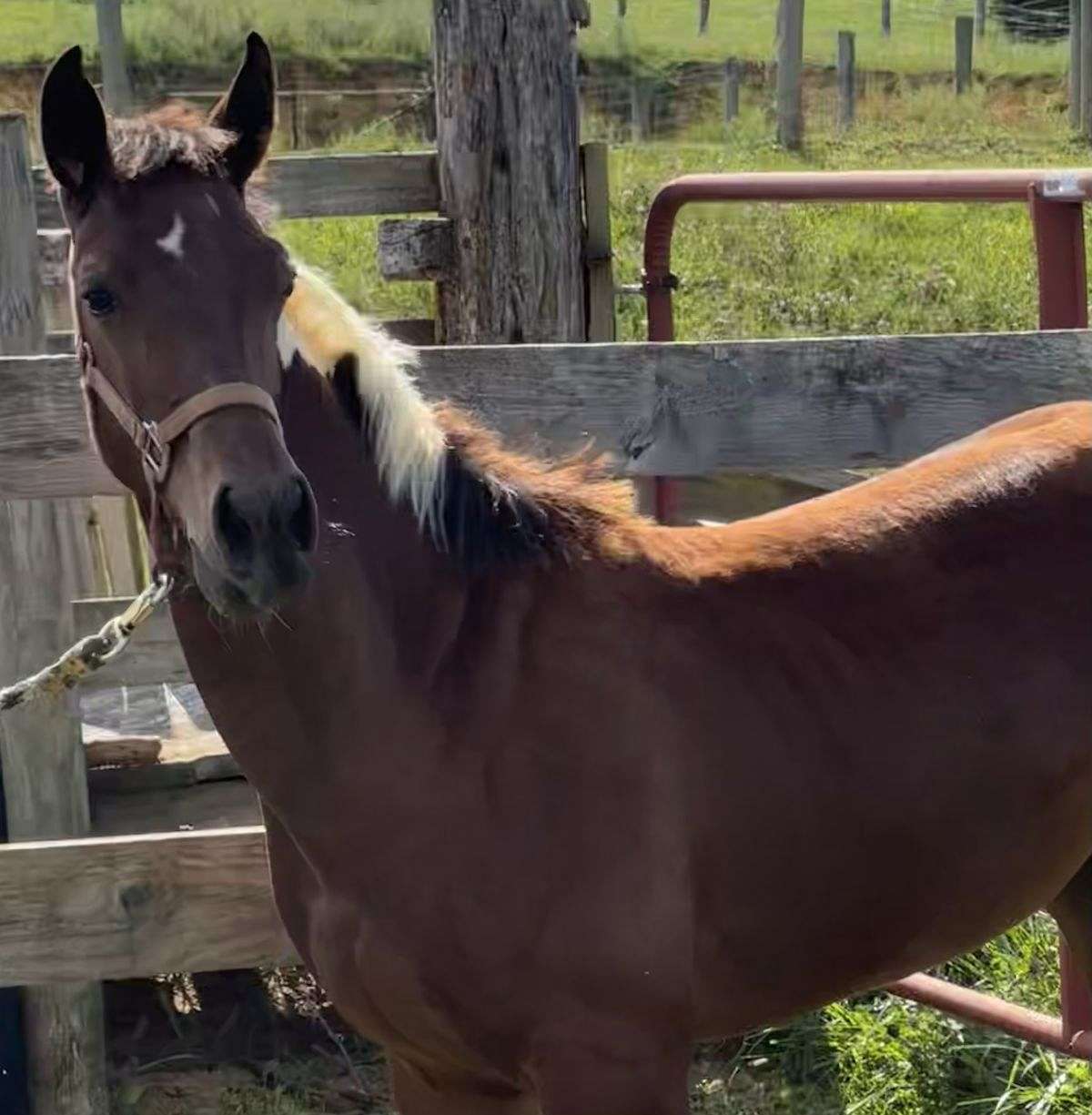 Fancy Bay Tobiano APHA Filly- Well Bred, Well Built and Beautifully Marked