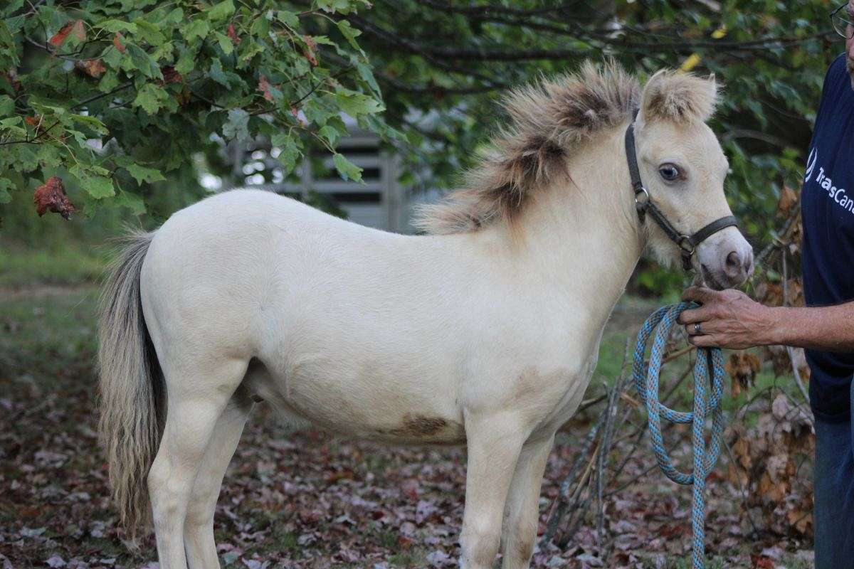 For Your Consideration Double Dilute Colt