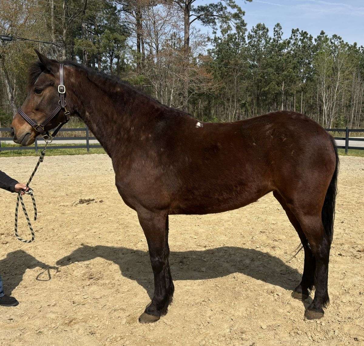 Bay Morgan Mare