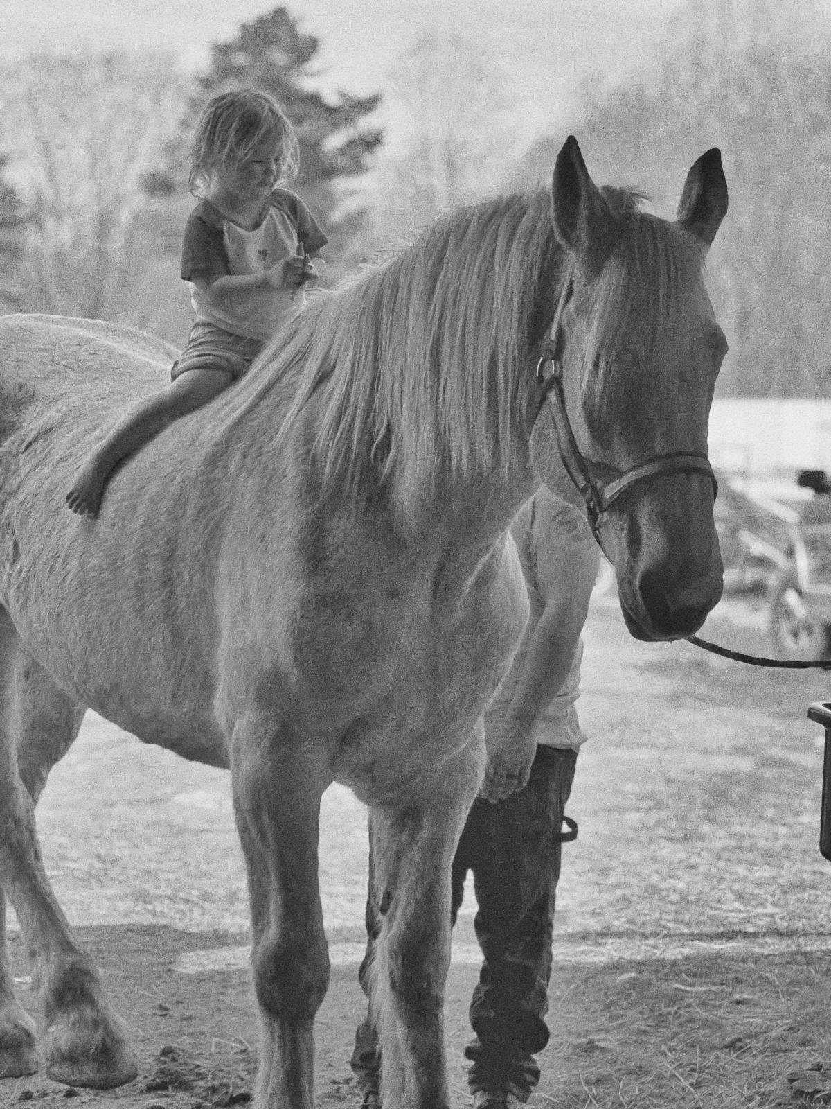 Gorgeous Beginner Safe Percheron Mare