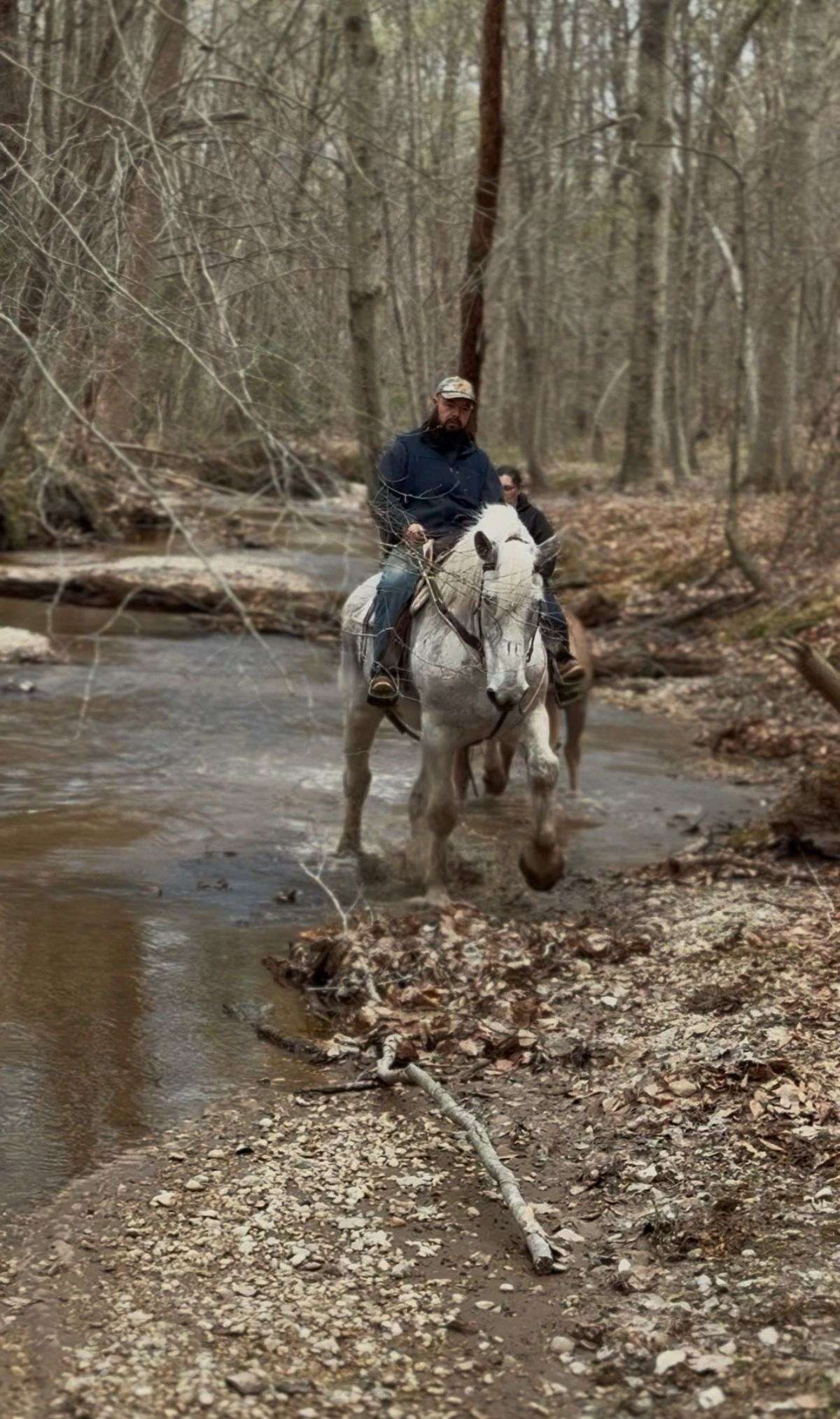 Gorgeous Beginner Safe Percheron Mare