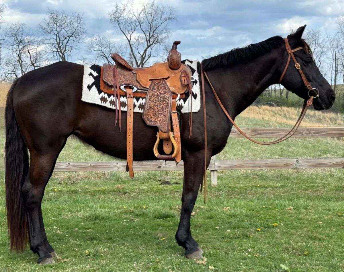 Stunning 15 Hd All Around Beginner Friendly Pleasure/Trail Mare