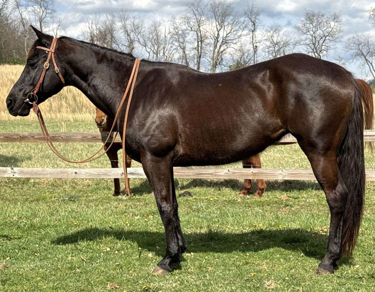 Stunning 15 Hd All Around Beginner Friendly Pleasure/Trail Mare