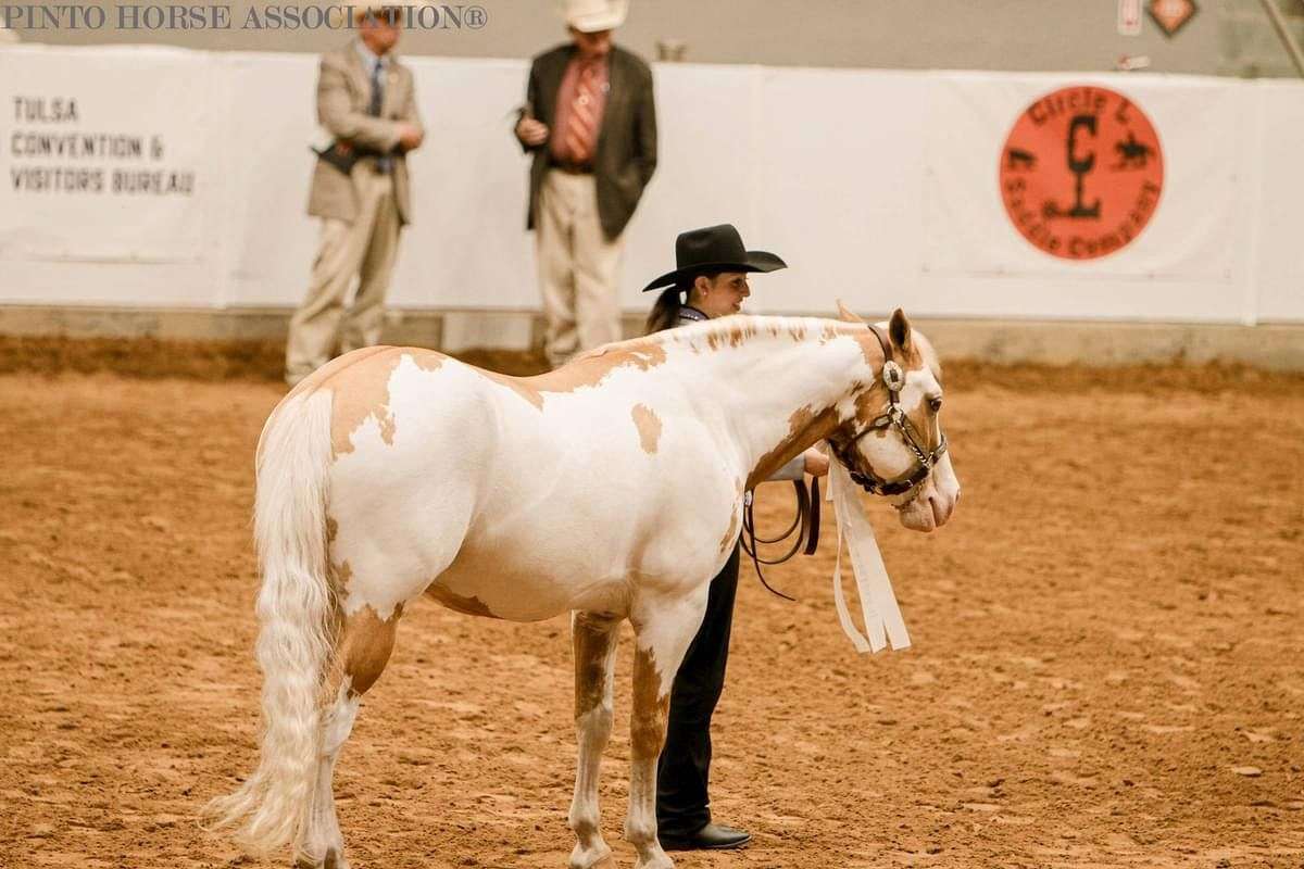 HH Jetalito Gold Bar