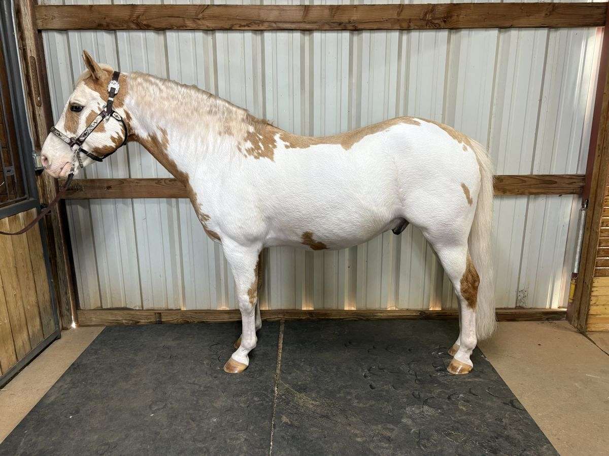 HH Jetalito Gold Bar