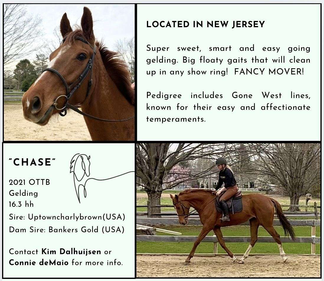 4yo OTTB Gelding 16.3hh
