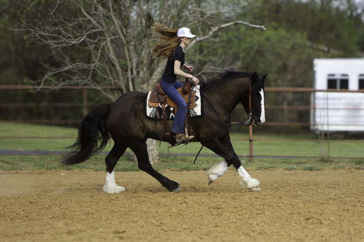 Versatile, Family-Friendly Draft Cross Gelding