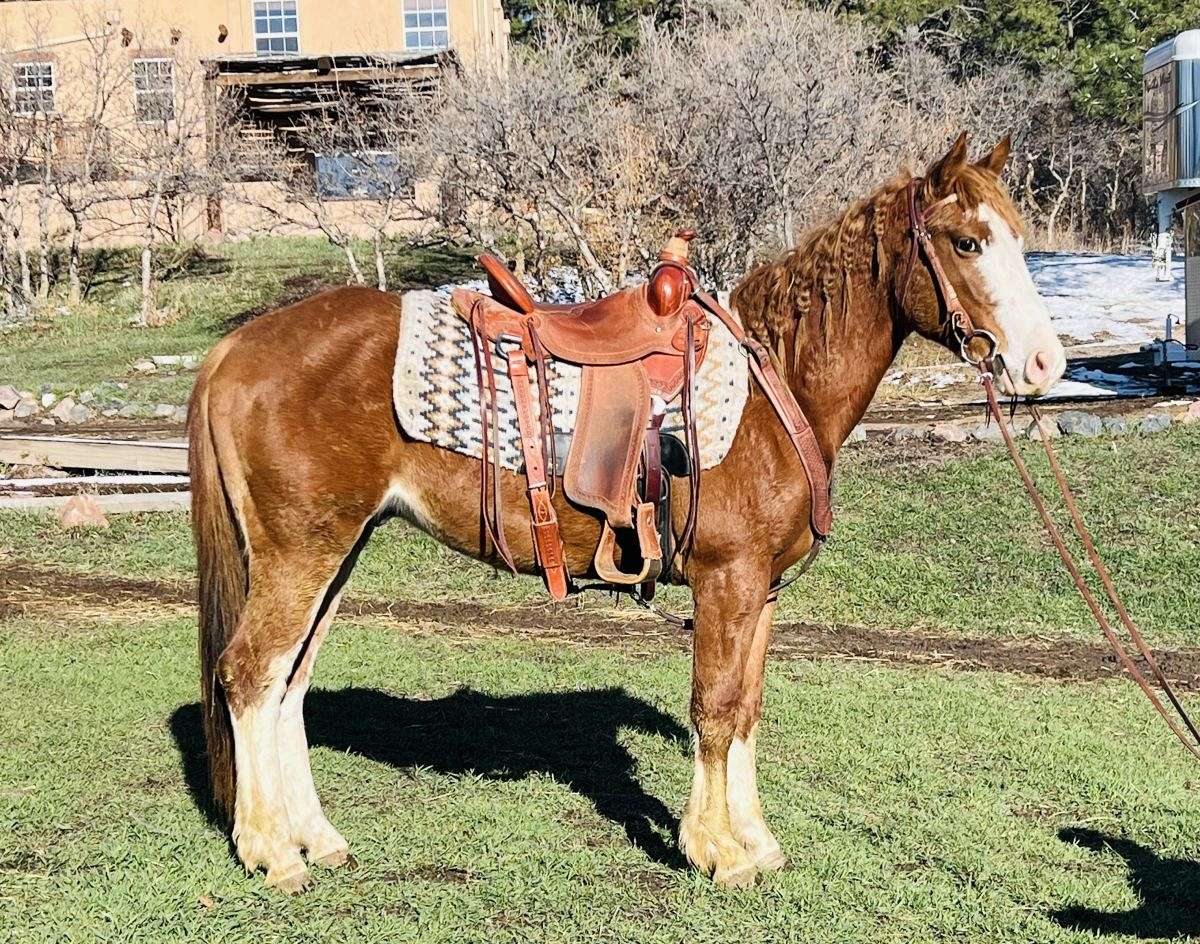 Crossbred Gelding With Lots of Groundwork