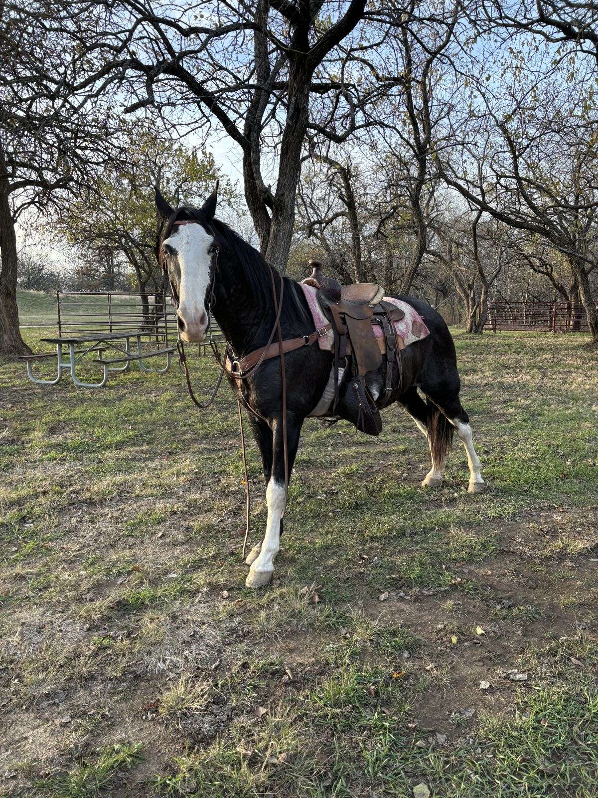 Fancy TWH Gelding