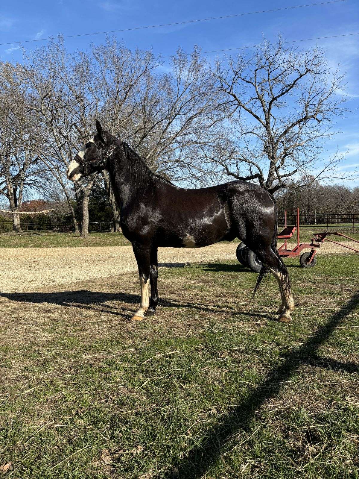 Fancy TWH Gelding