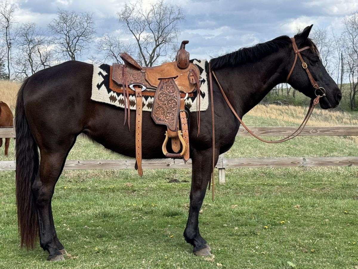 Raven.” Stunning 15 Hd All Around Beginner Friendly Pleasure/Trail Mount